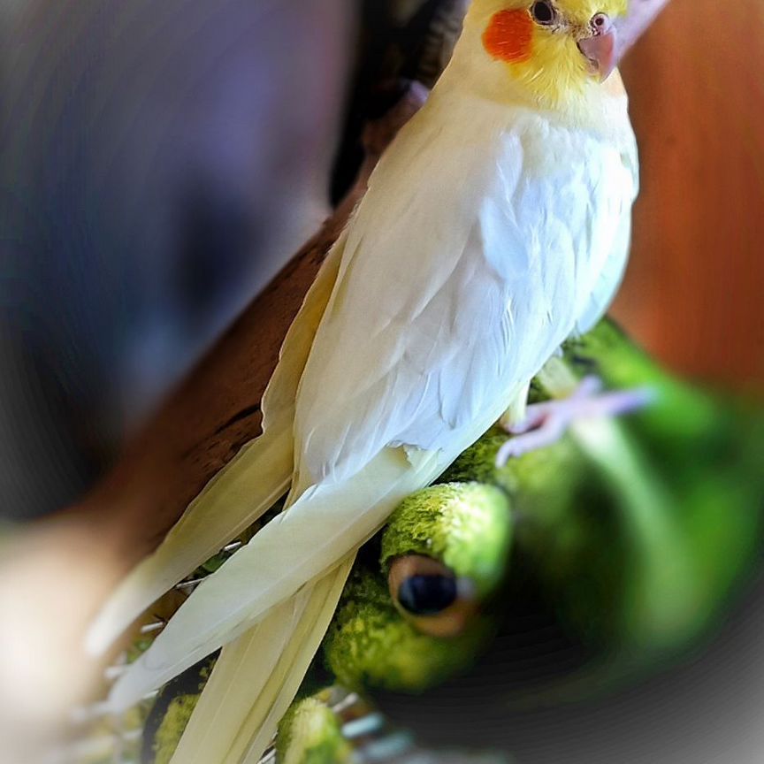 Отдадим попугая кореллу