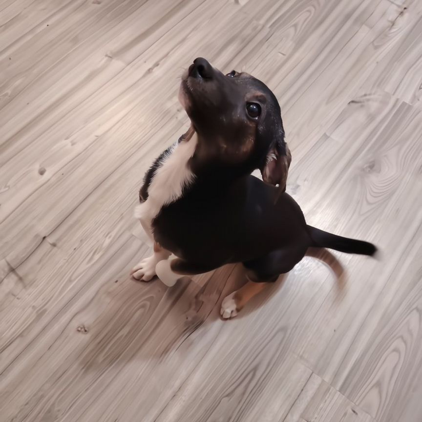 Щенок в добрые руки