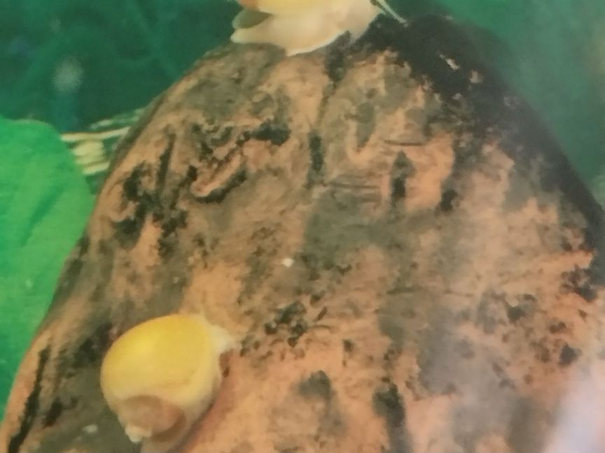 Улитки ампулярии