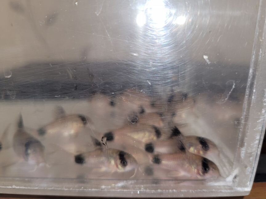 Сомики коридорасы