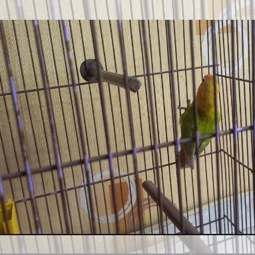 Попугай неразлучник