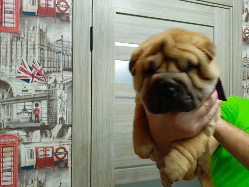 Щенки шарпей