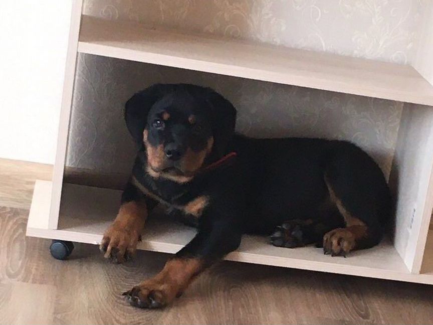 Щенки ротвейлера