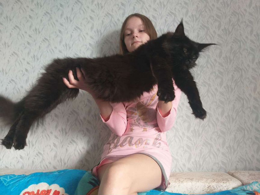 Котята