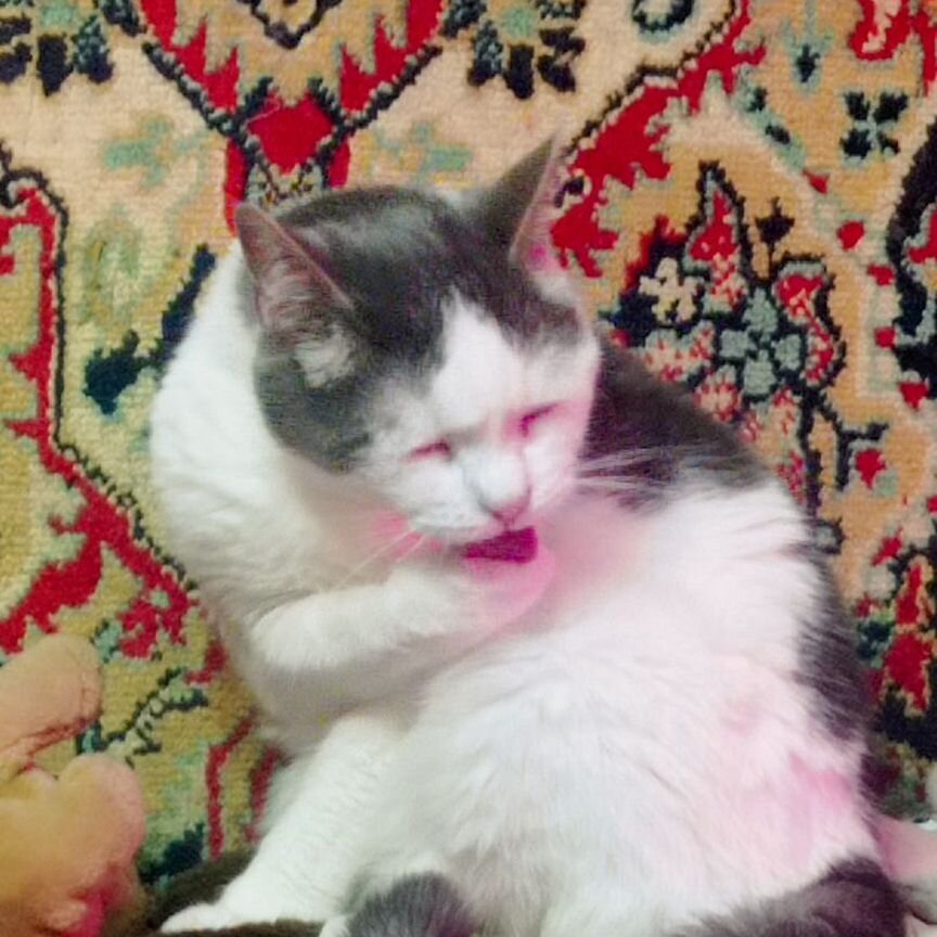 Кошка в дар бесплатно