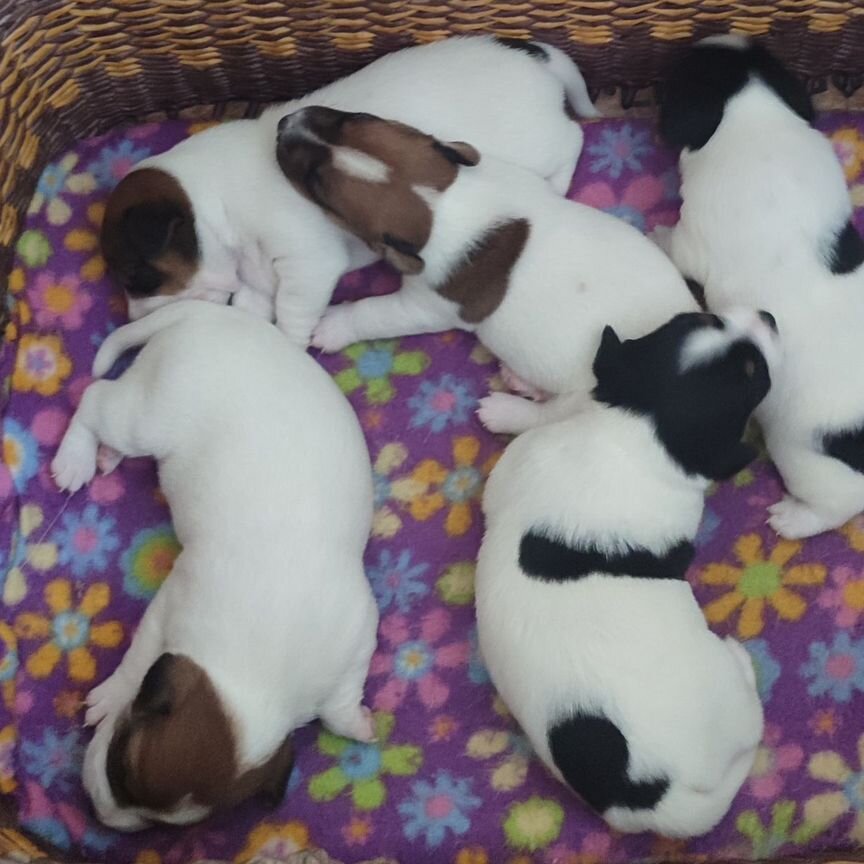 Щенки джек рассел терьер