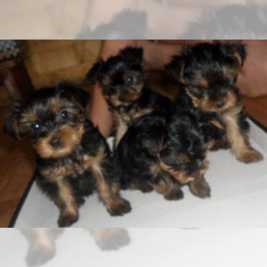 Йоркширский терьер детки