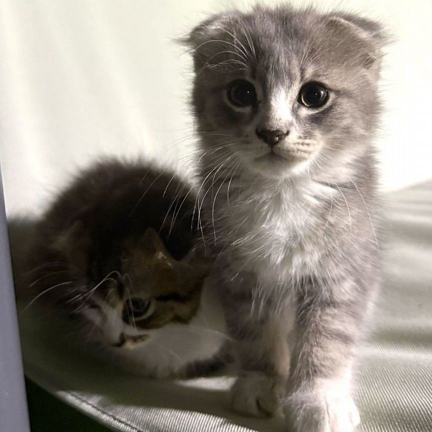 Котята в добрые руки бесплатно