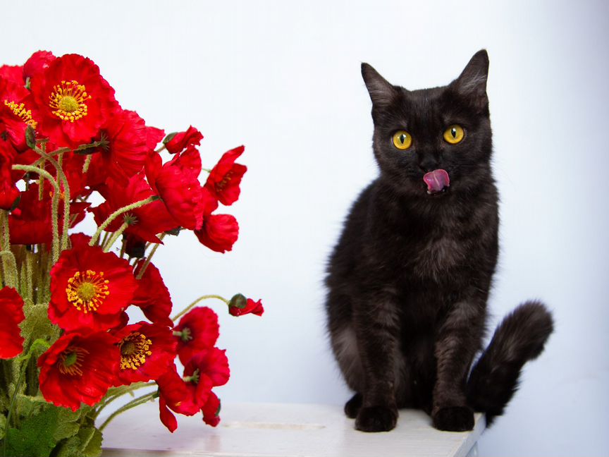 Кошка с желтыми глазами