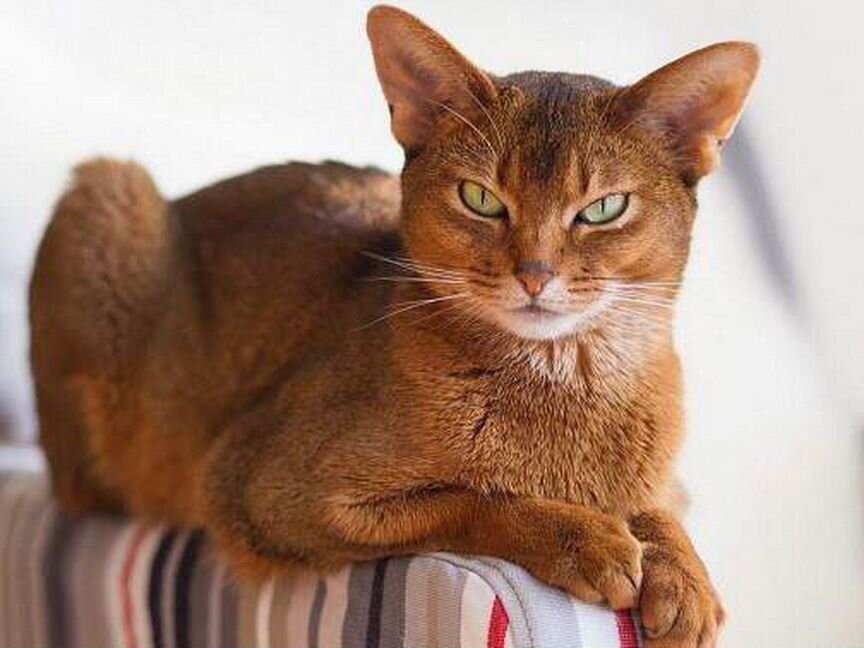 Абиссинский кот вязка