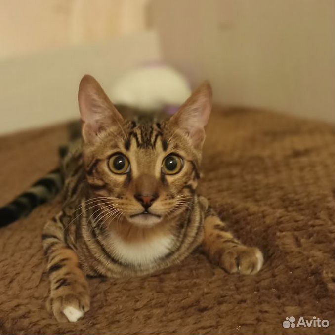 Продам бенгальского котика