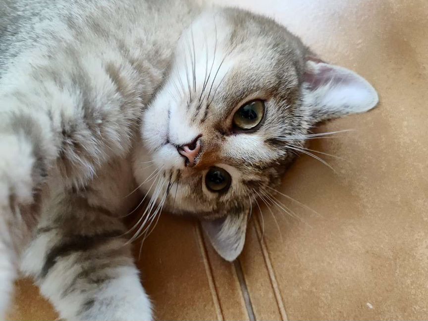 Кот для вязки