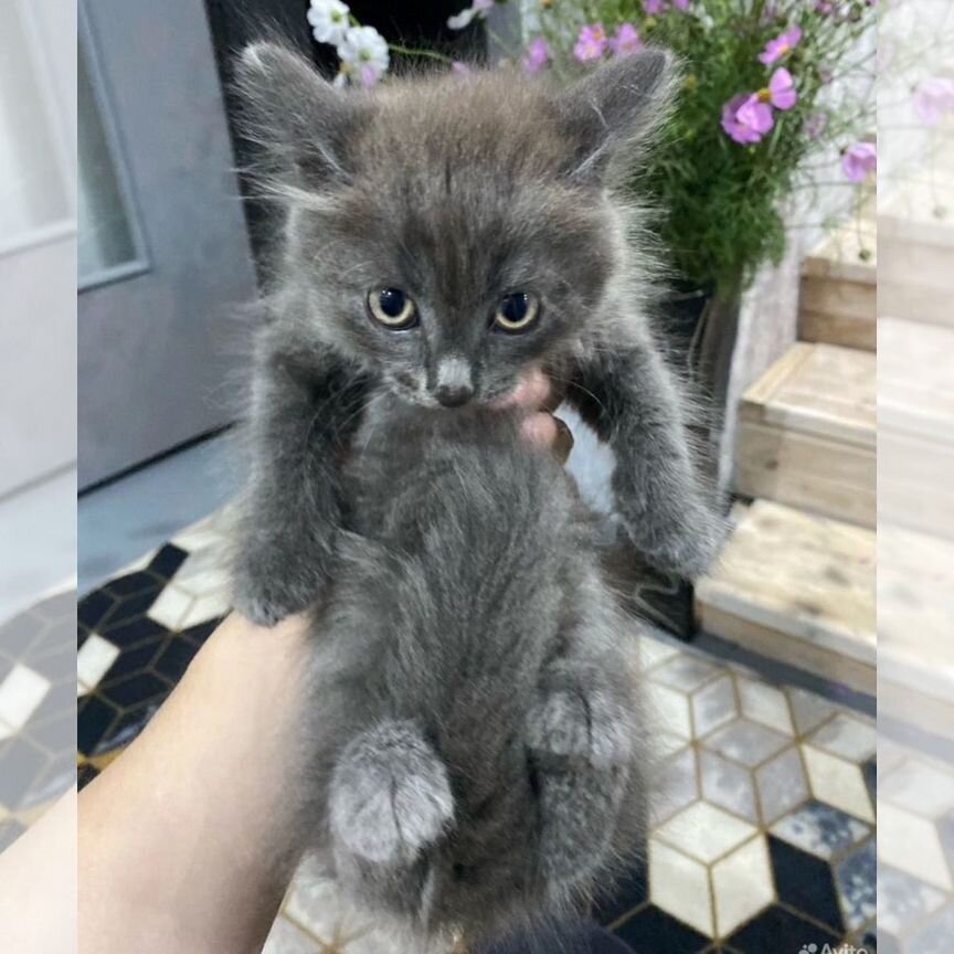 Котята в добрые руки бесплатно