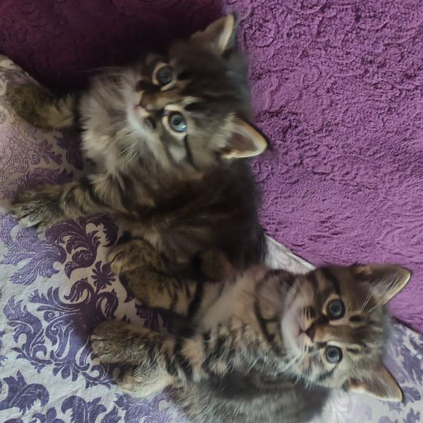 Котята в лучшие ручки