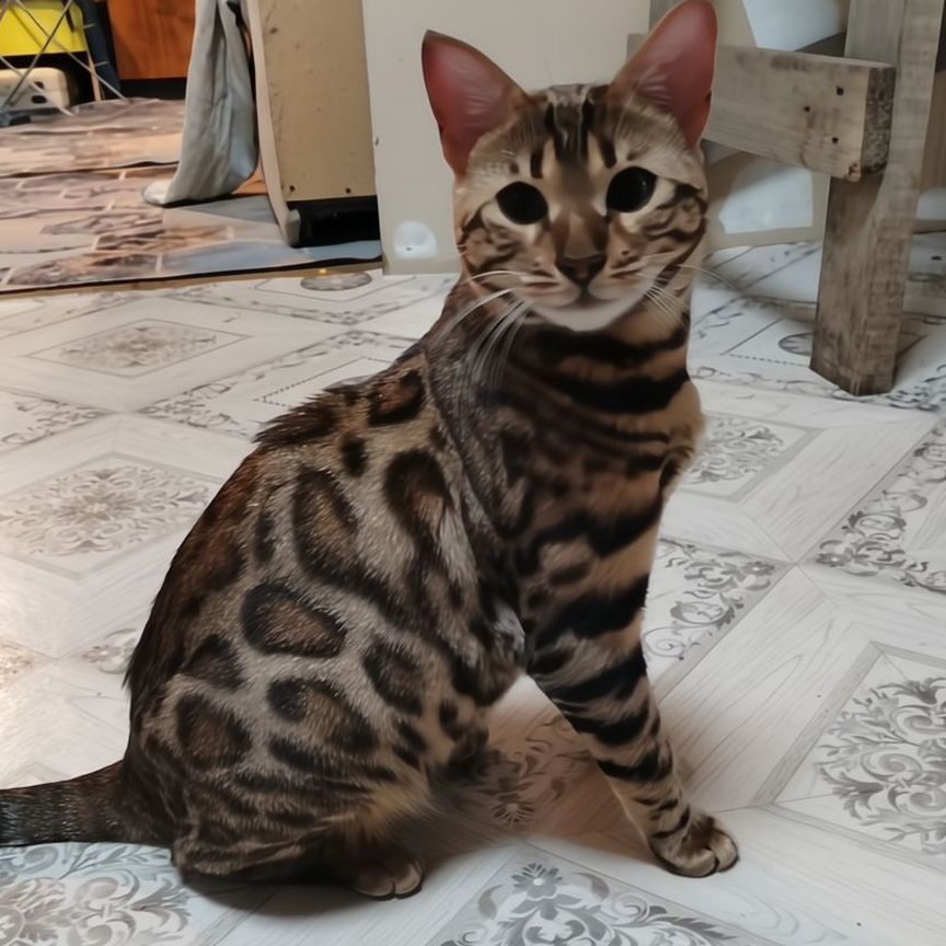 Бенгальская кошка, взрослая