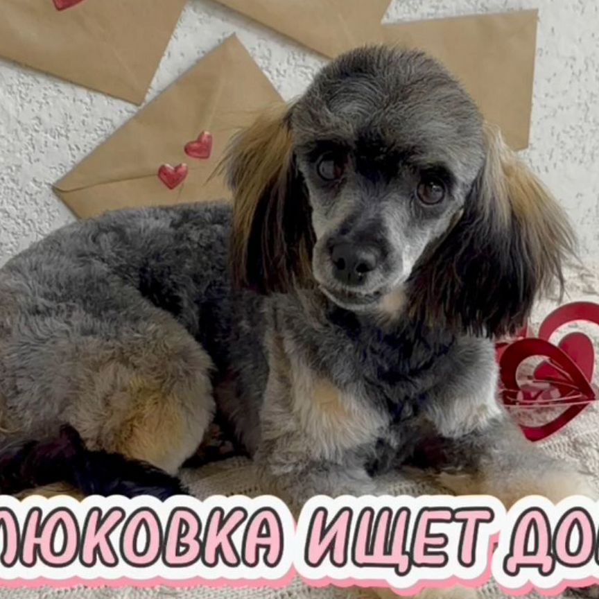 Карликовый пудель, взрослая собака