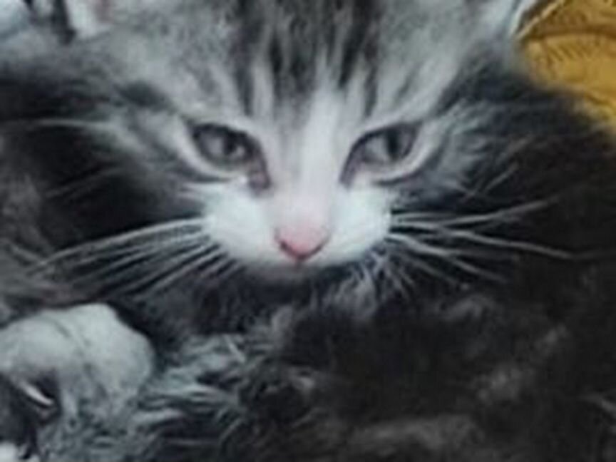 Котята (Котик и кошечка)