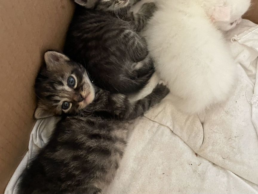 Котята в добрые руки