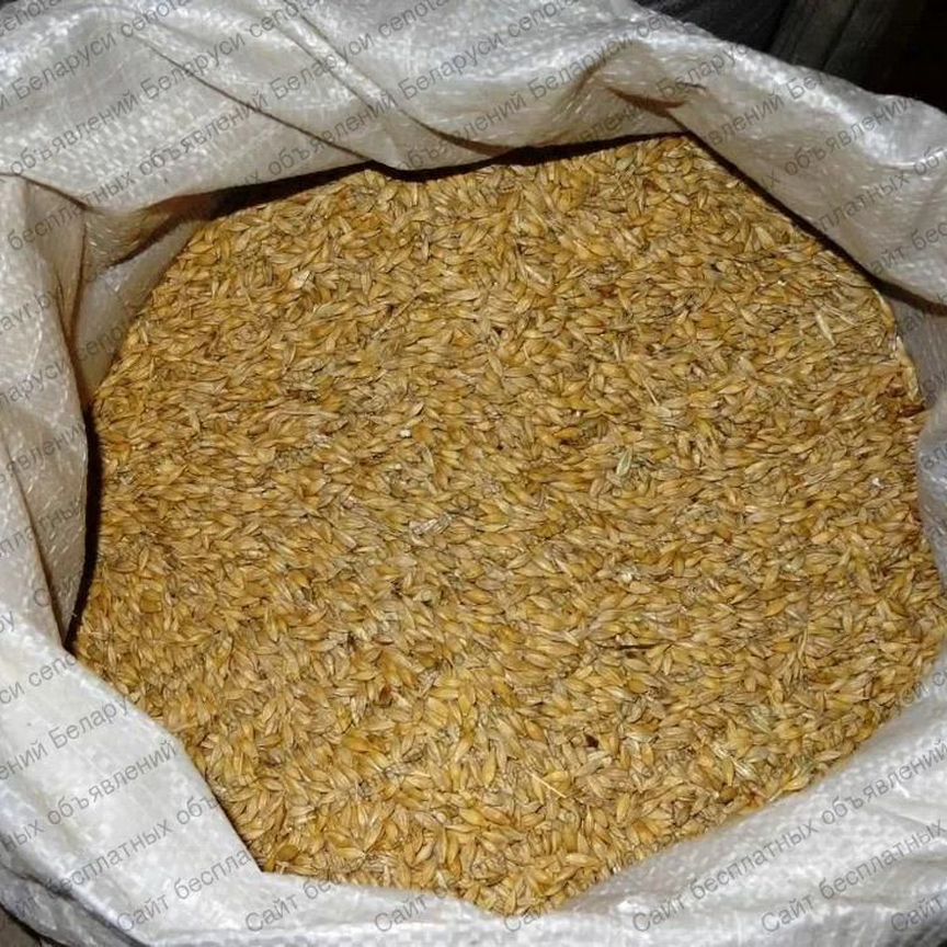 Зерно пшеница в мешках