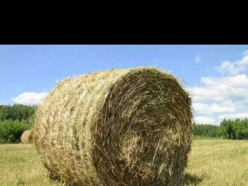 Продам сено в рулонах