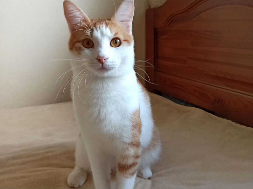 Котик рыжий в добрые руки бесплатно
