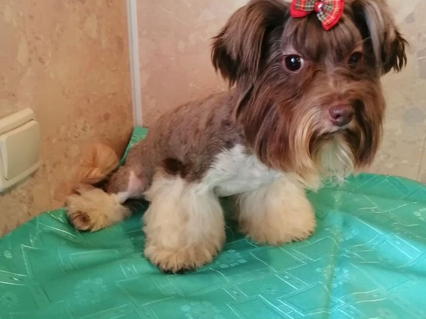 Йорки Девочки 2.5 и 3 годика