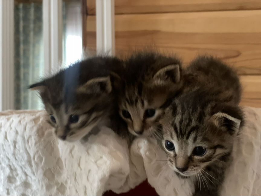 Котята в добрые руки