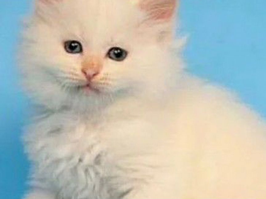 Нежный зефир