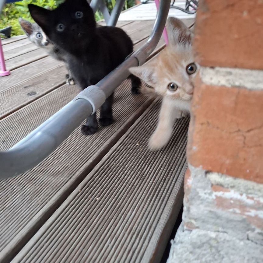 Отдам четырех котят в добрые руки