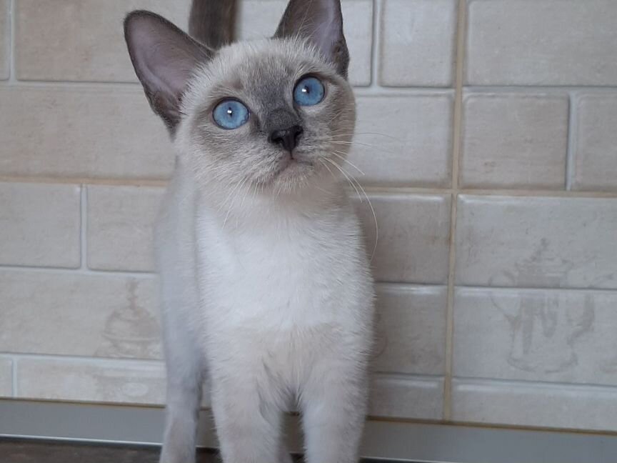 Тайские котята