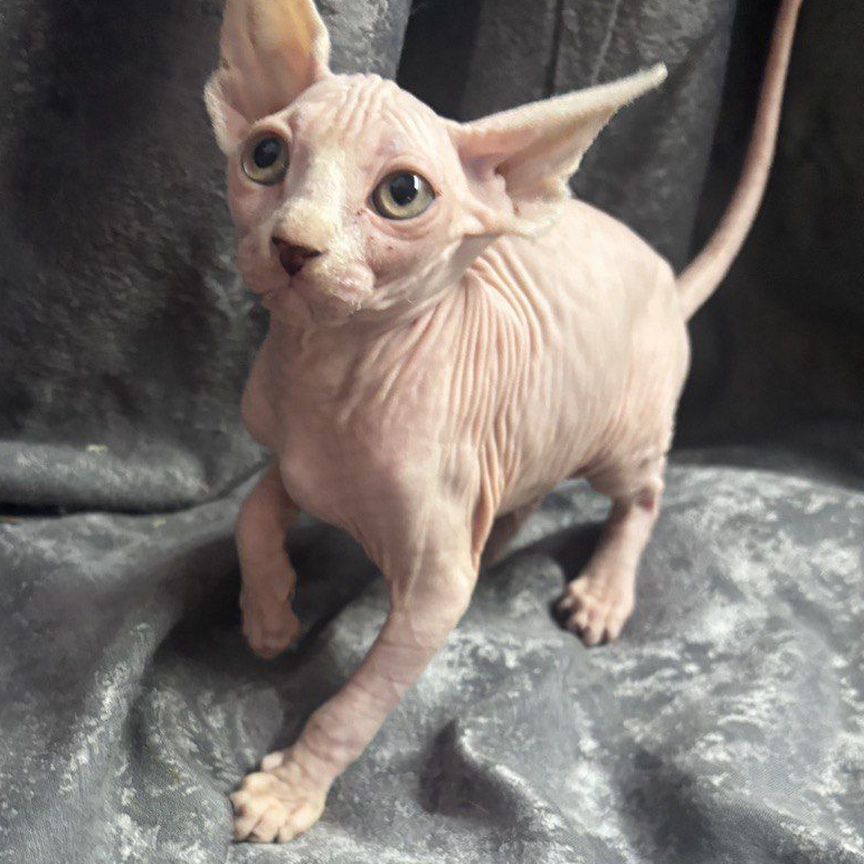 Канадский сфинкс котёнок