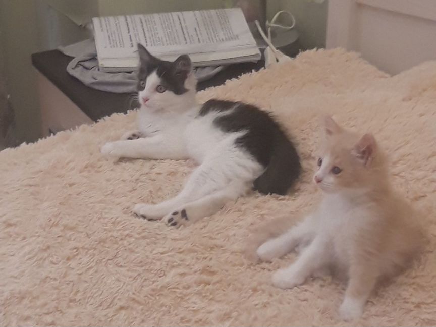 Ручные котята 3 месяца мальчик и девочка в дар