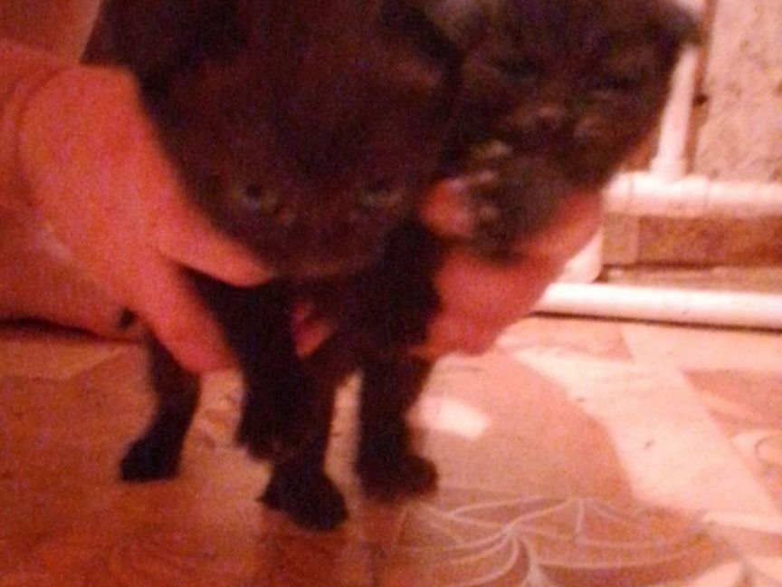 2 котёнка продажа