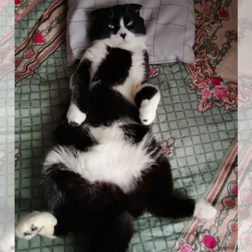 Кот на вязку
