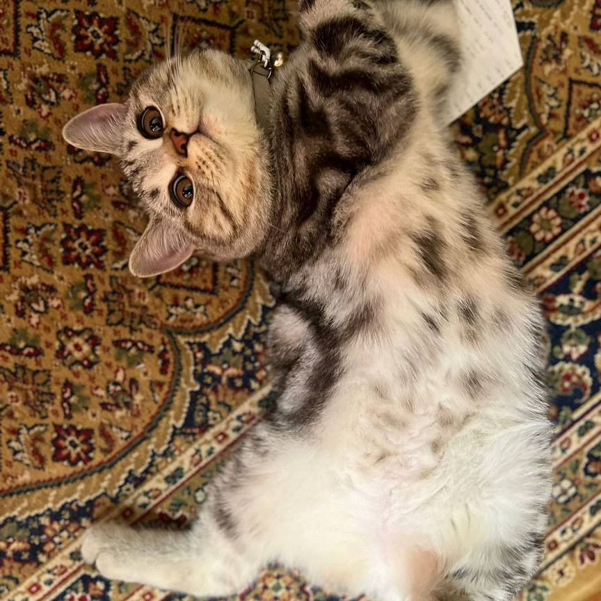 Шотландская кошка в добрые руки