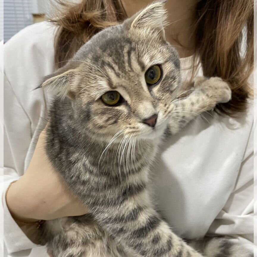 Кошка смесь с вислоухой