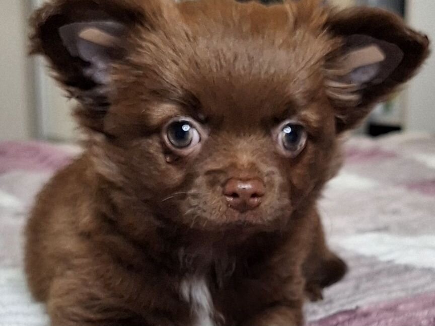 Щенки чихуахуа девочка