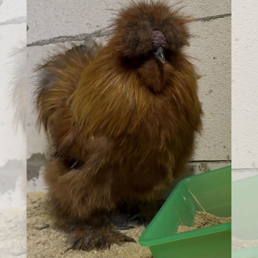 Китайские шелковые петушки