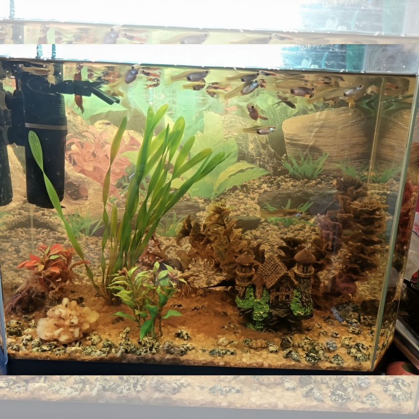 Аквариум с рыбками