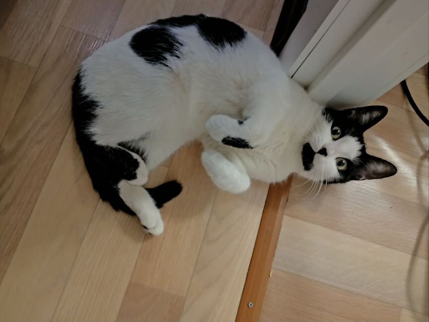 Кошечка чудная