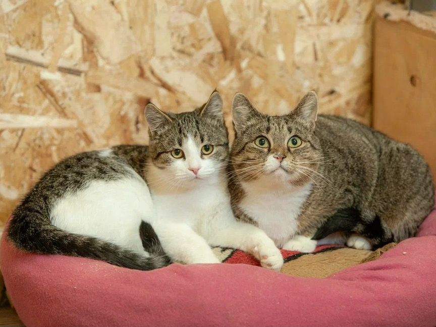 Ласковые котята ждут своих любящих хозяев