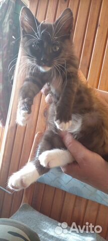 Замечательный котик в подарок
