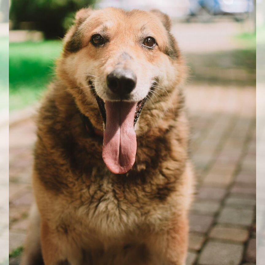 Взрослая собака в добрые руки