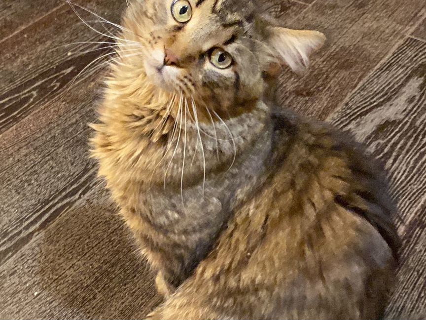 Молодой мейн-кун в добрые руки