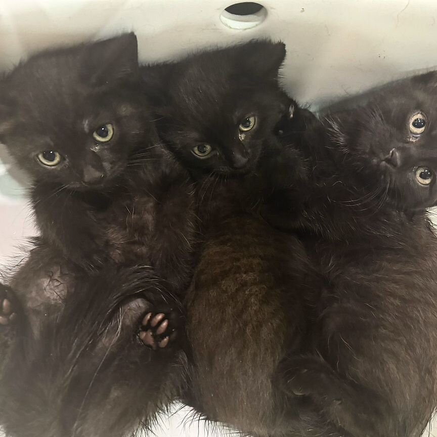 Котята бесплатно с лотком и кормом