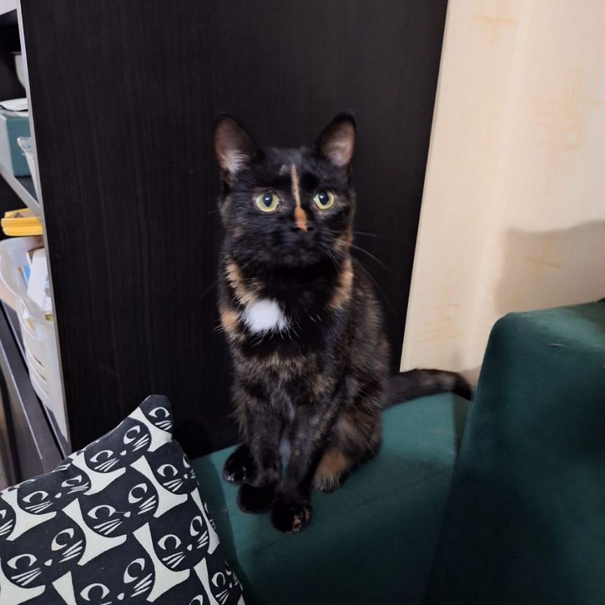 Кошечка Ищет Дом