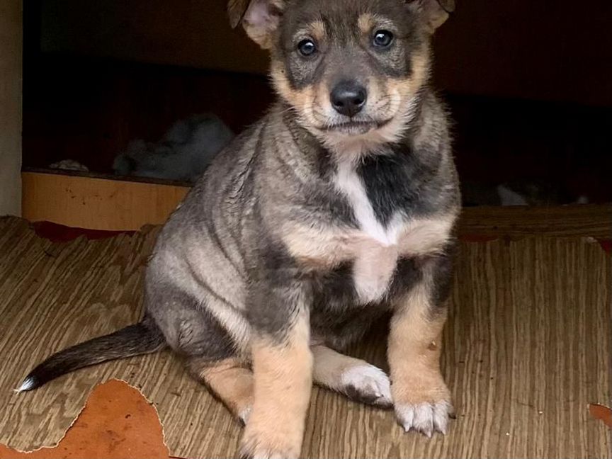 Нашли щенка, девочка 2 мес, в добрые руки