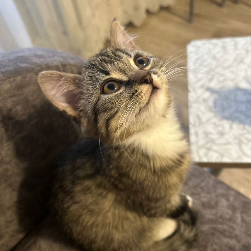Котёнок