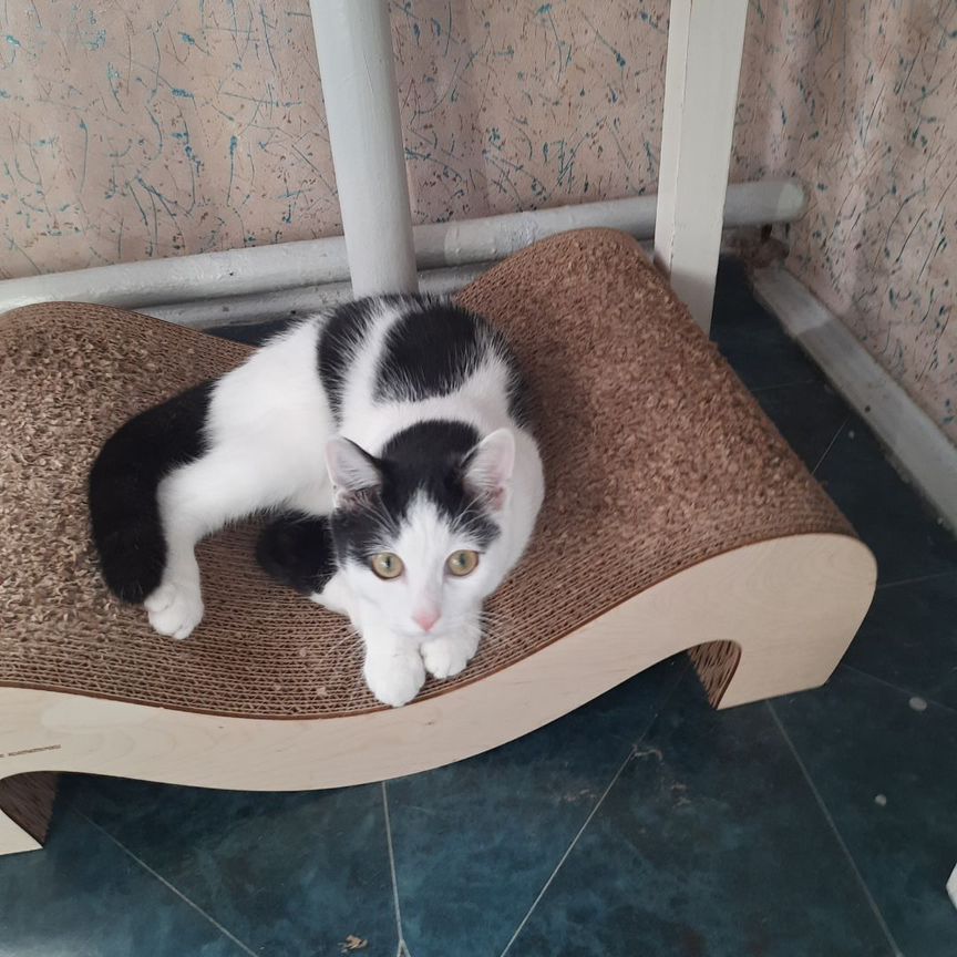 Котик Яша