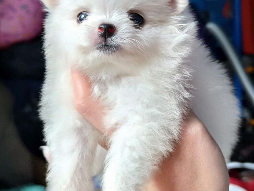 Белые мишки померашки